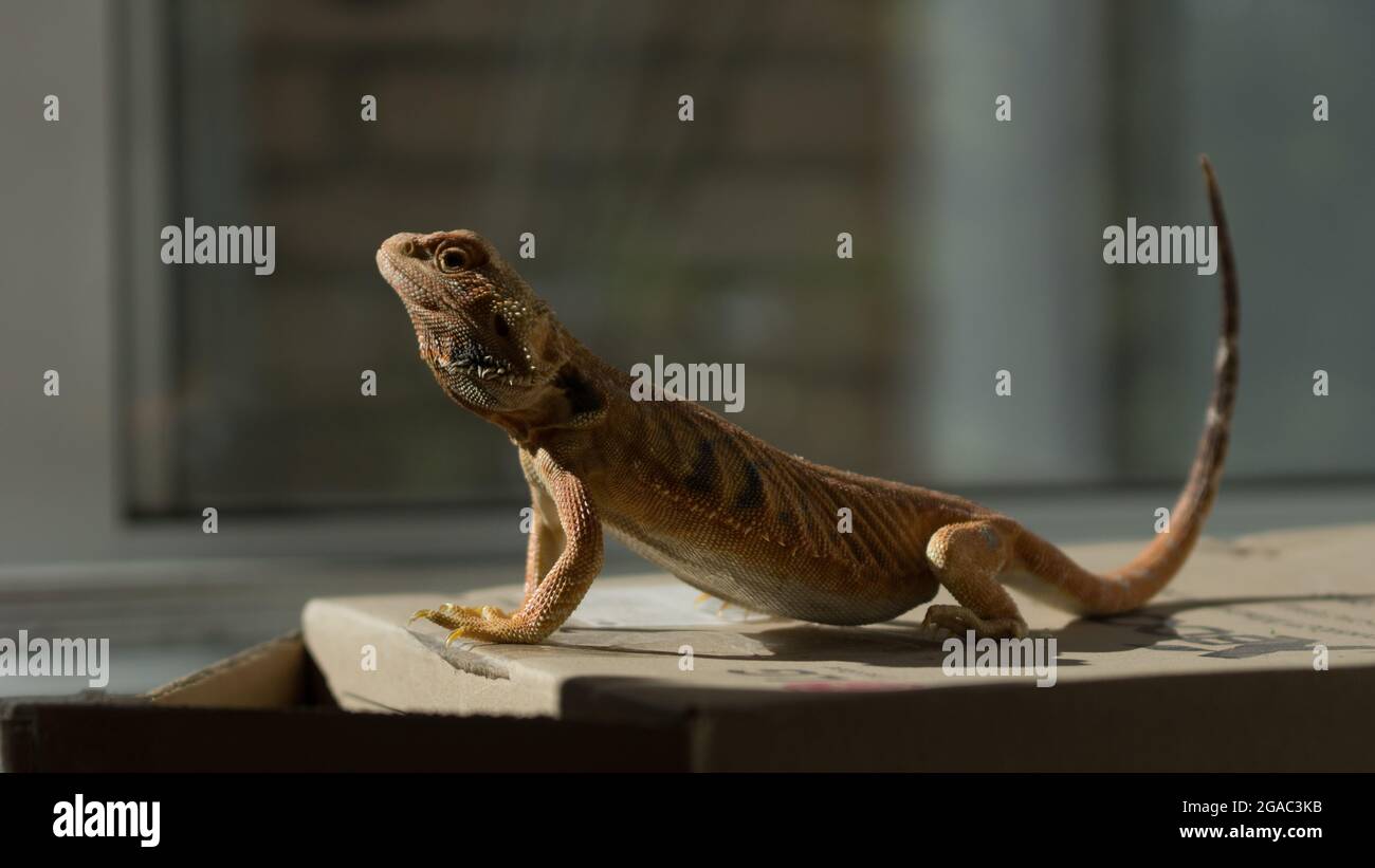 Wild lizard in an aquarium in the zoo Stock Photo - Alamy