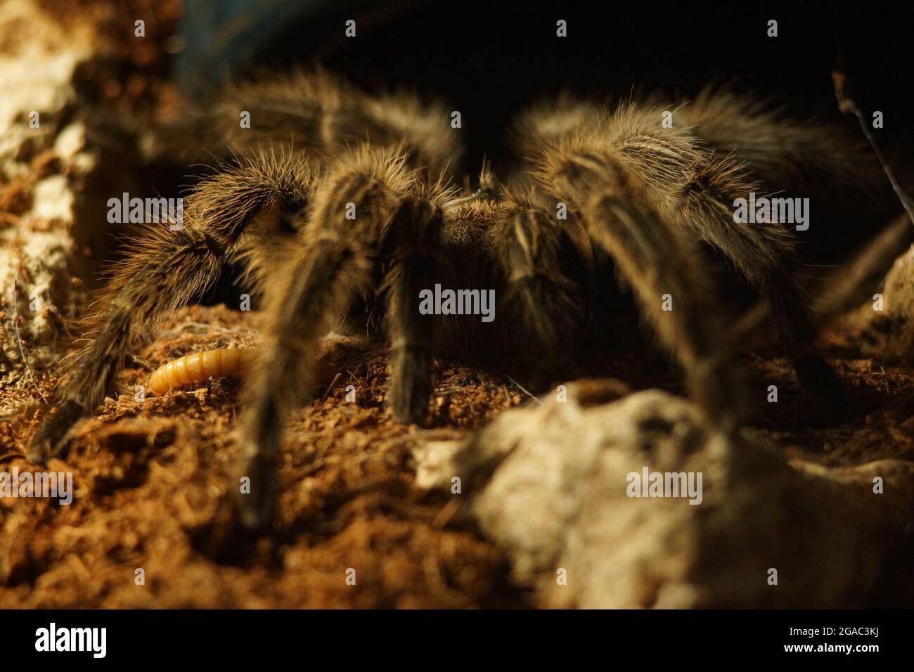 Giant tarantula spider in the zoo Stock Photo - Alamy