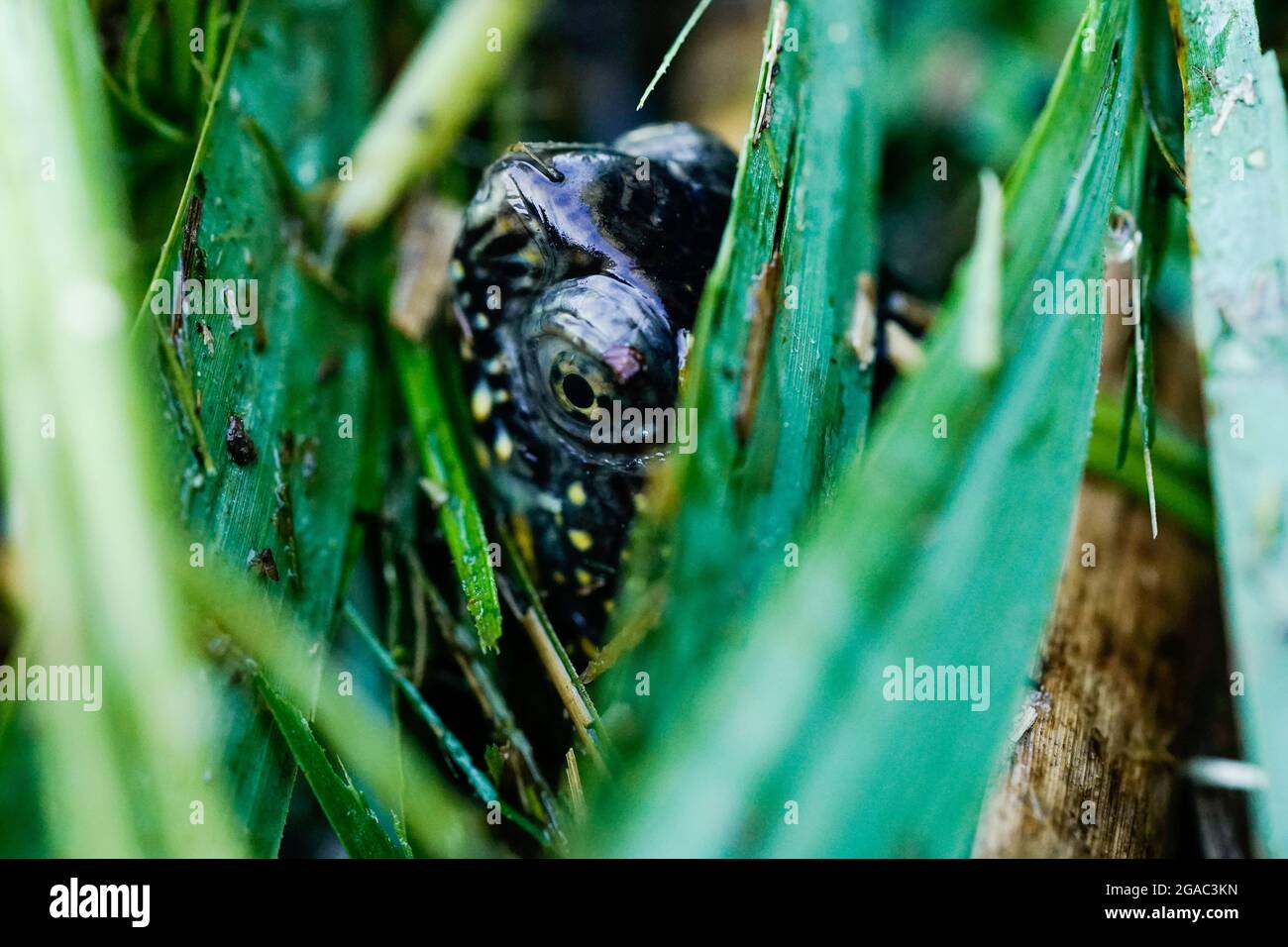 Reed turtle hi-res stock photography and images - Alamy