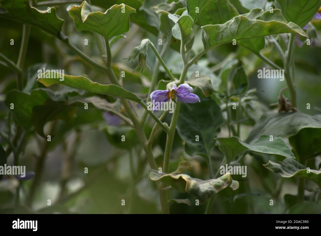 Close Up Of Green Egg Plants Leaf In Home Garden, Flora Grass Fresh ...