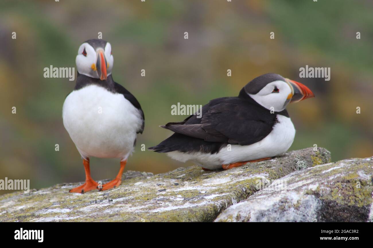 Group beautiful puffins standing hi-res stock photography and images ...