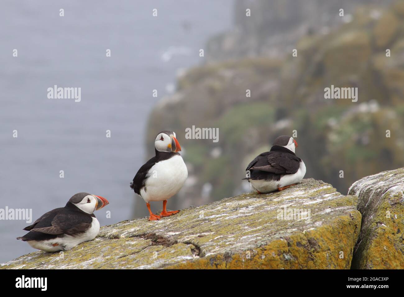Group beautiful puffins standing hi-res stock photography and images ...