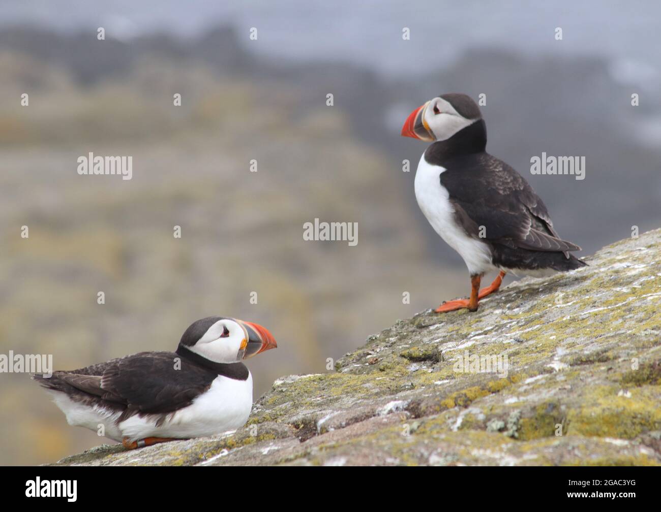 Group beautiful puffins standing hi-res stock photography and images ...