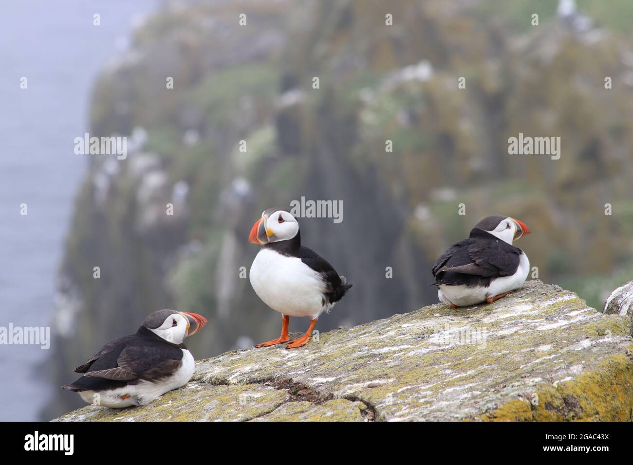 Puffins sitting, standing, flying alone or in groups Stock Photo - Alamy