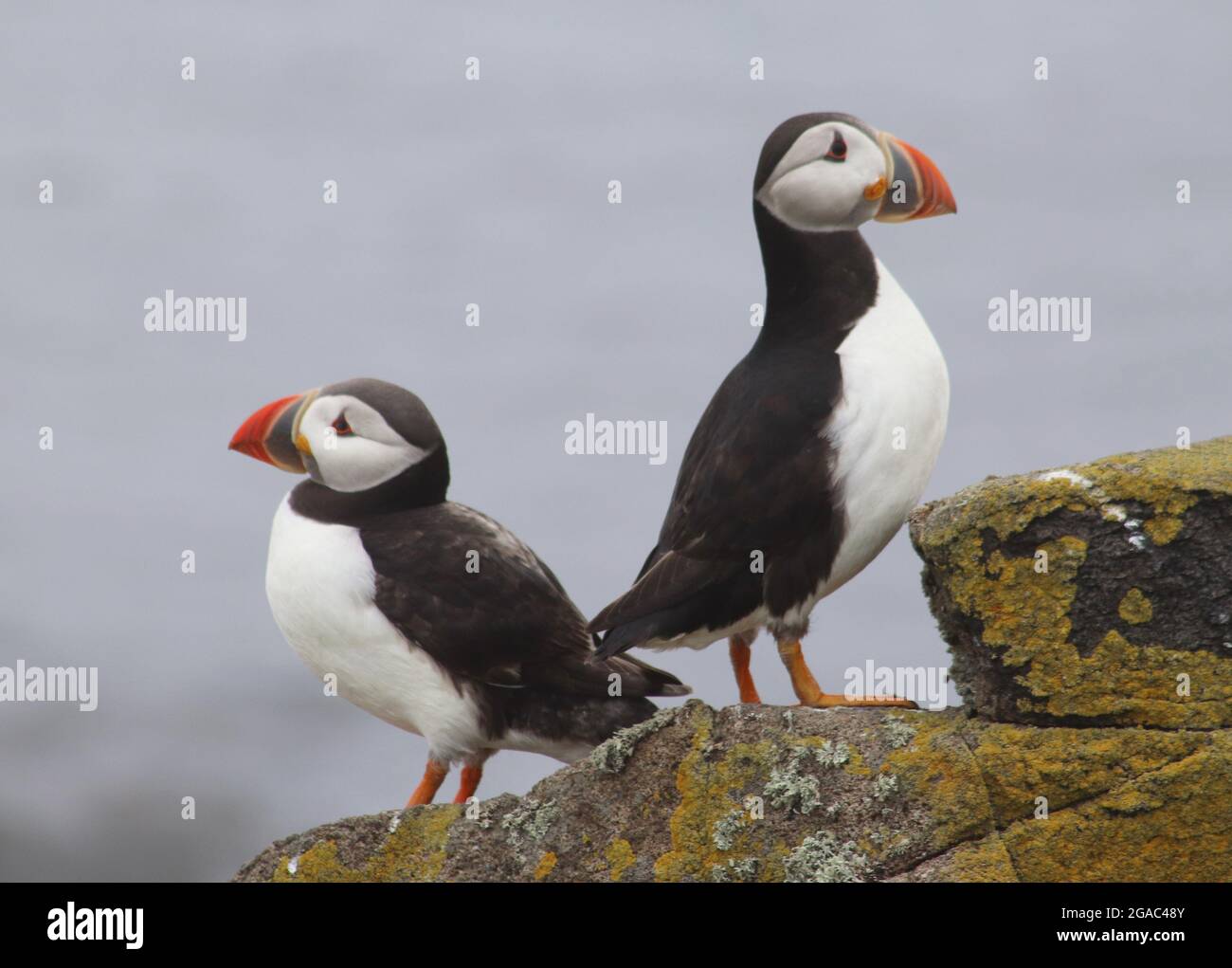 Puffins sitting, standing, flying alone or in groups Stock Photo - Alamy