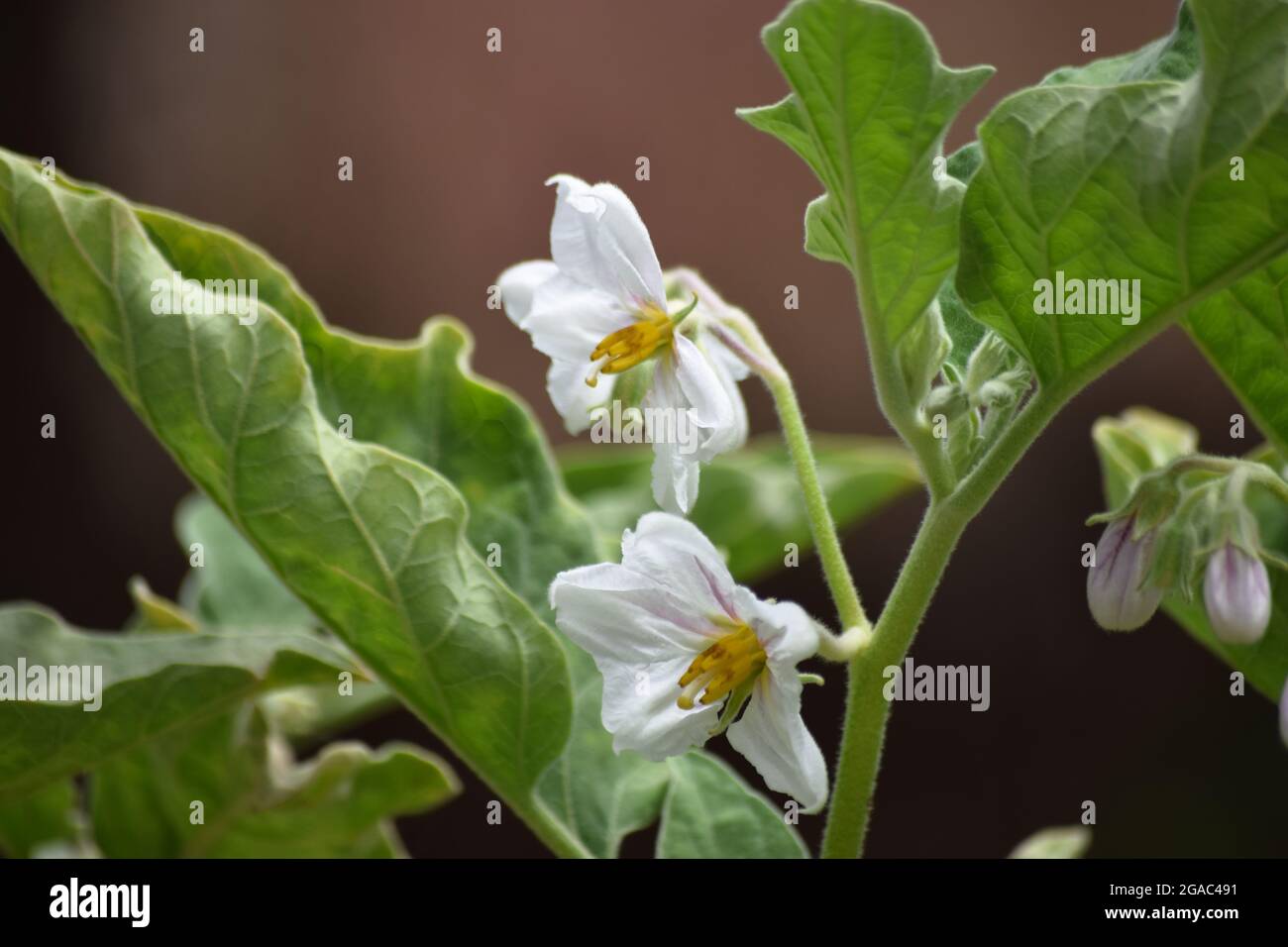 Close Up Of Green Egg Plants Leaf In Home Garden, Flora Grass Fresh ...