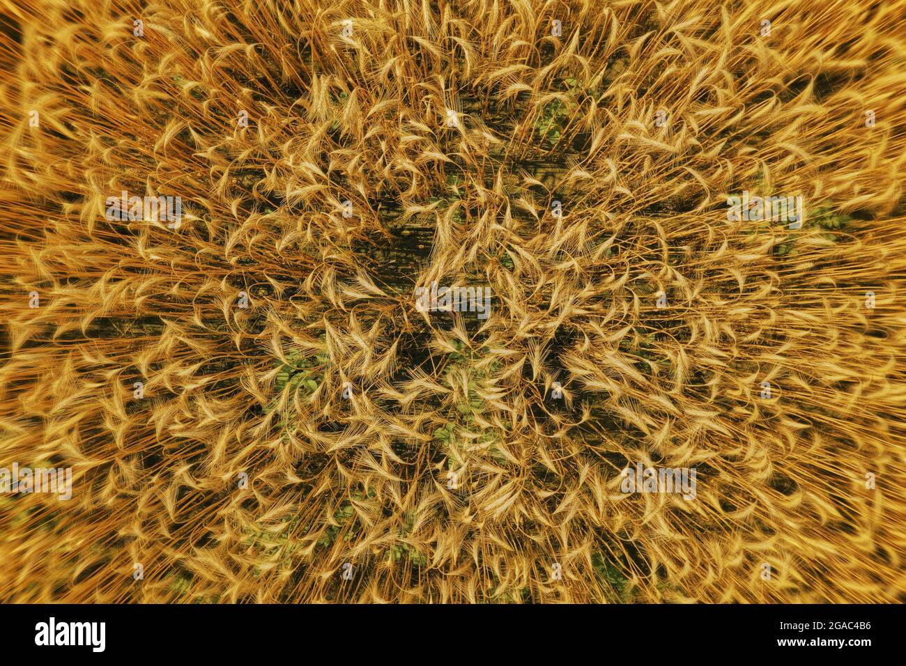 Vertical aerial view of golden wheat field with bright ears of wheat ...