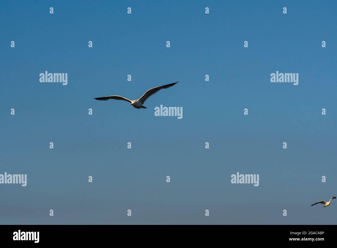 Gull bird with open wings flying in the blue sky Stock Photo - Alamy