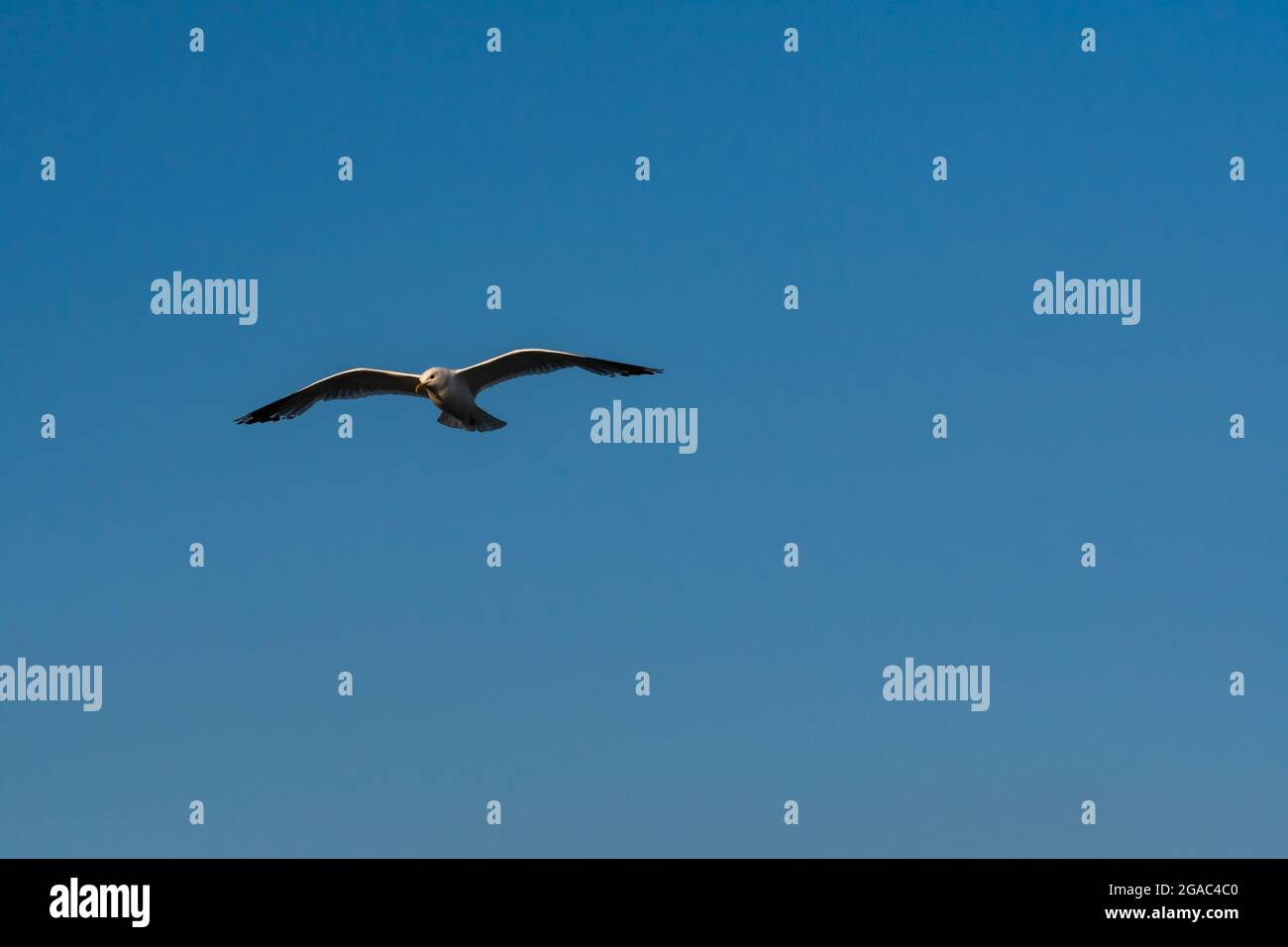 Gull bird with open wings flying in the blue sky Stock Photo - Alamy