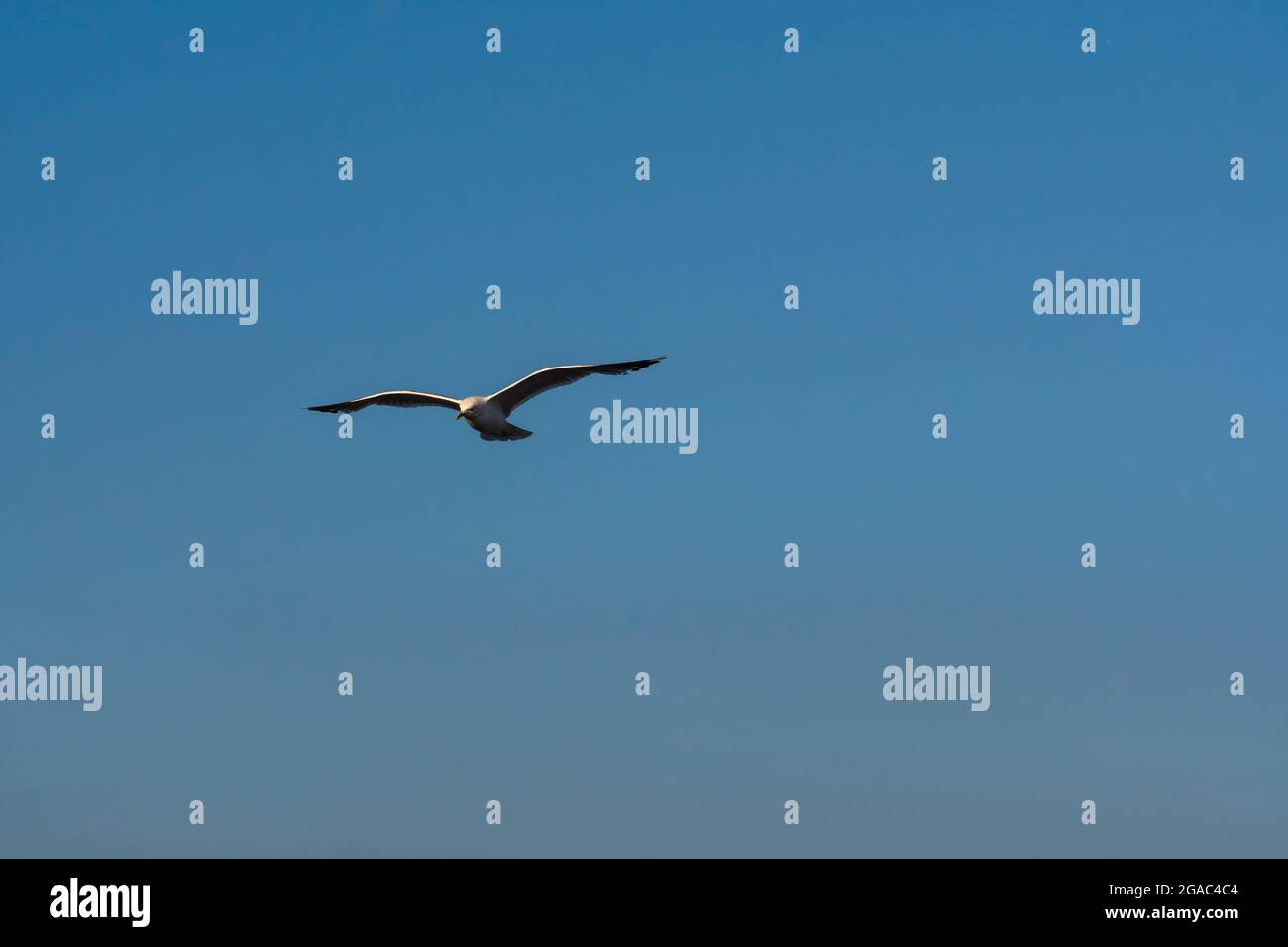 Gull bird with open wings flying in the blue sky Stock Photo - Alamy