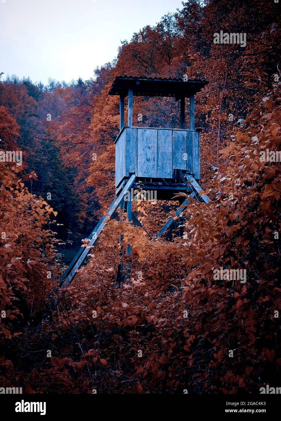 Vertical shot of a wooden shooting stand in a forest surrounded by ...