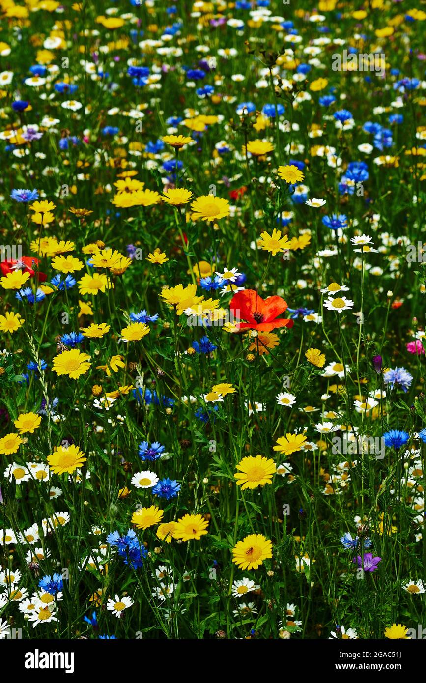 Rewilding flowers hi-res stock photography and images - Alamy