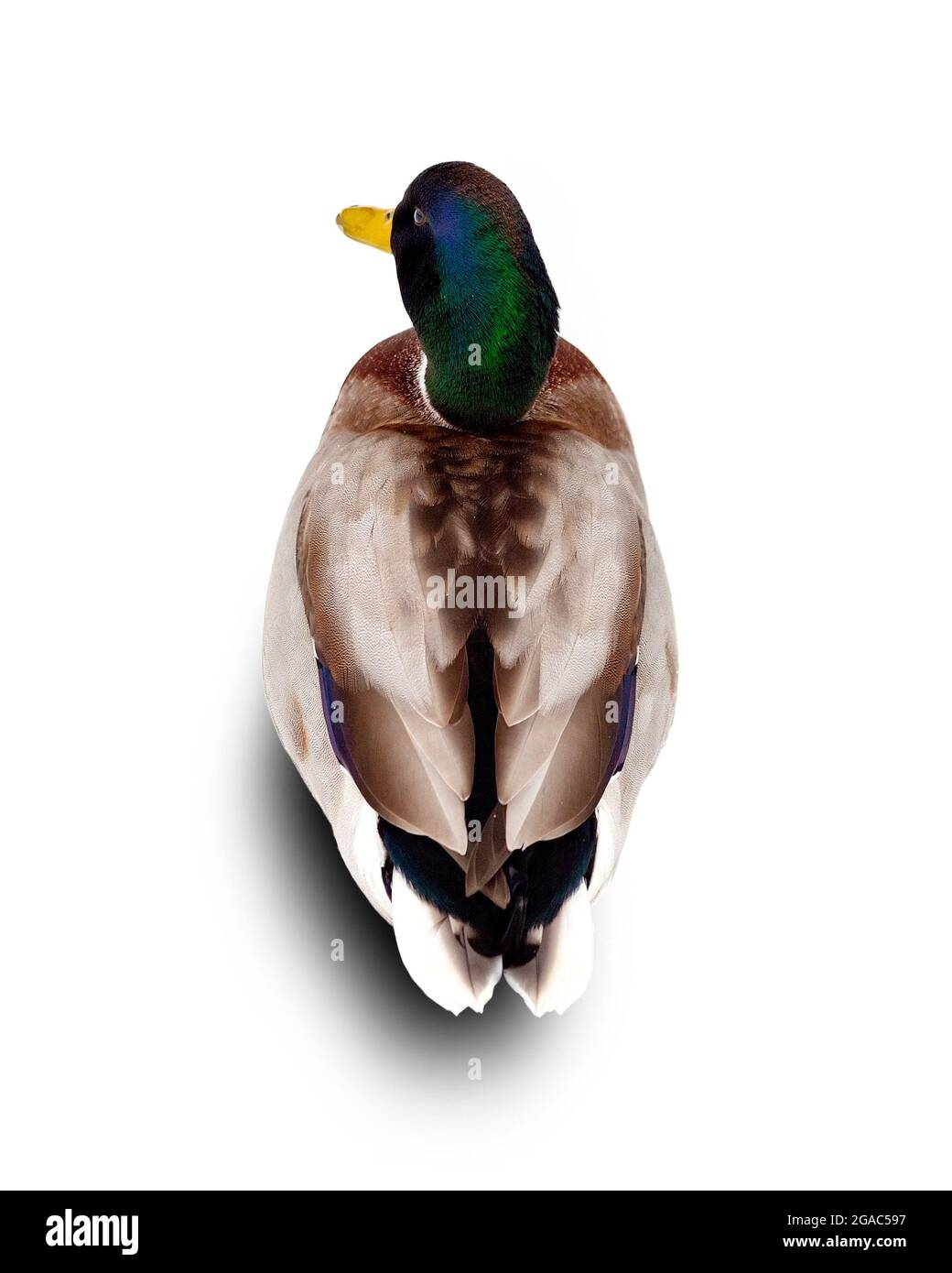 Wild duck feathers Cut Out Stock Images & Pictures - Alamy