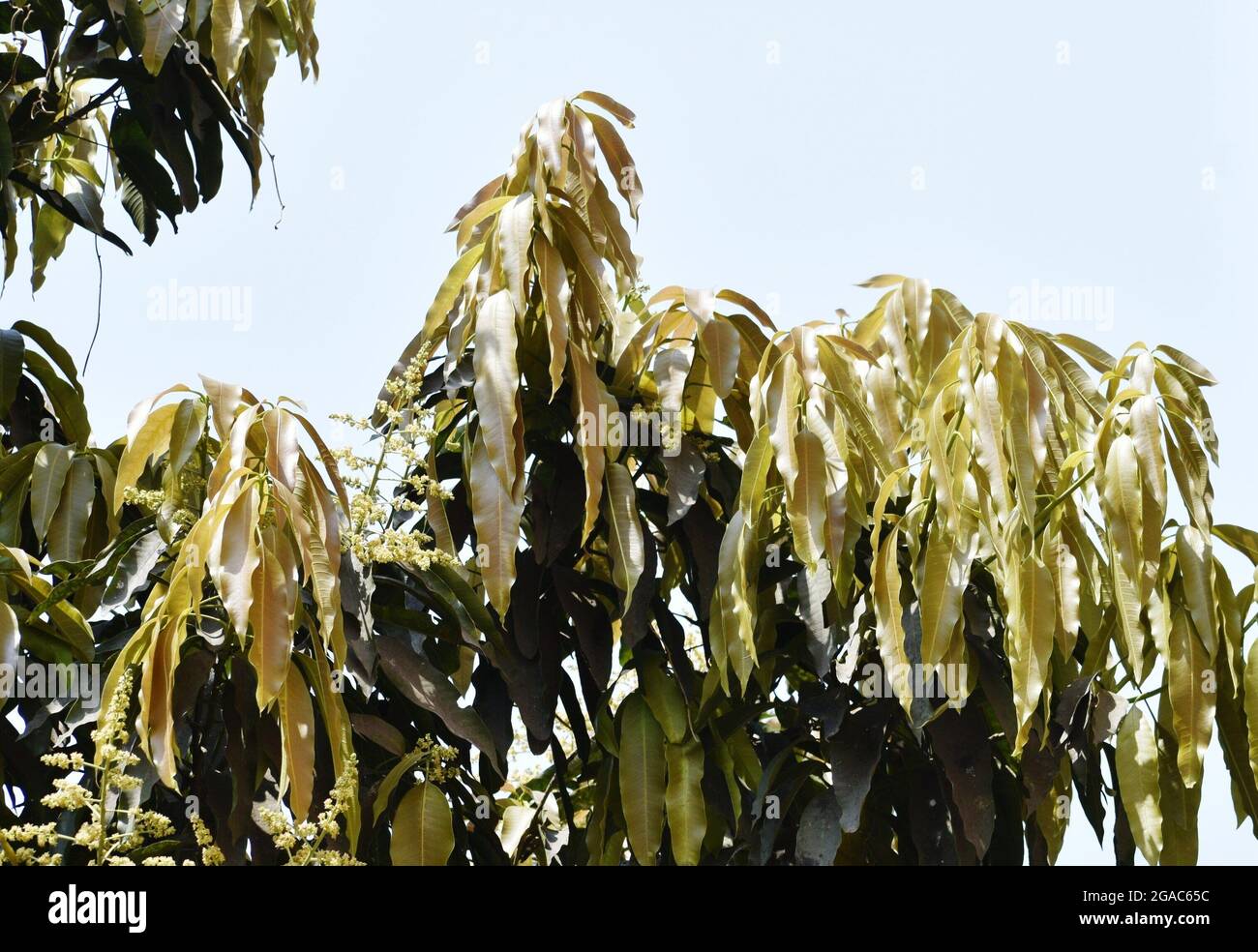 Closeup shot of Polyalthia longifolia tree leaves on a blurred ...