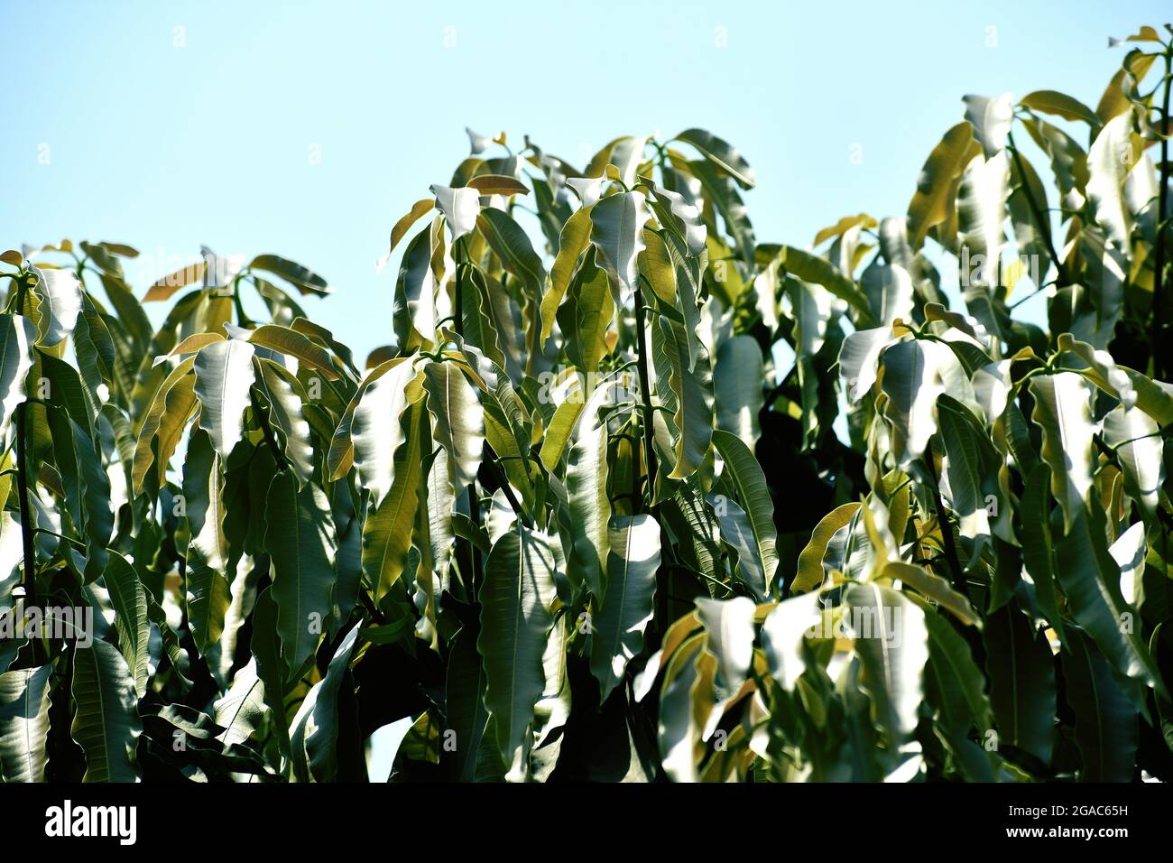 Closeup shot of Polyalthia longifolia tree leaves on a blurred ...