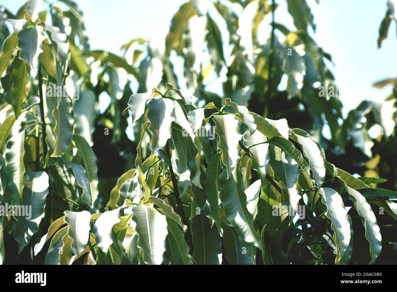 Closeup shot of Polyalthia longifolia tree leaves on a blurred ...