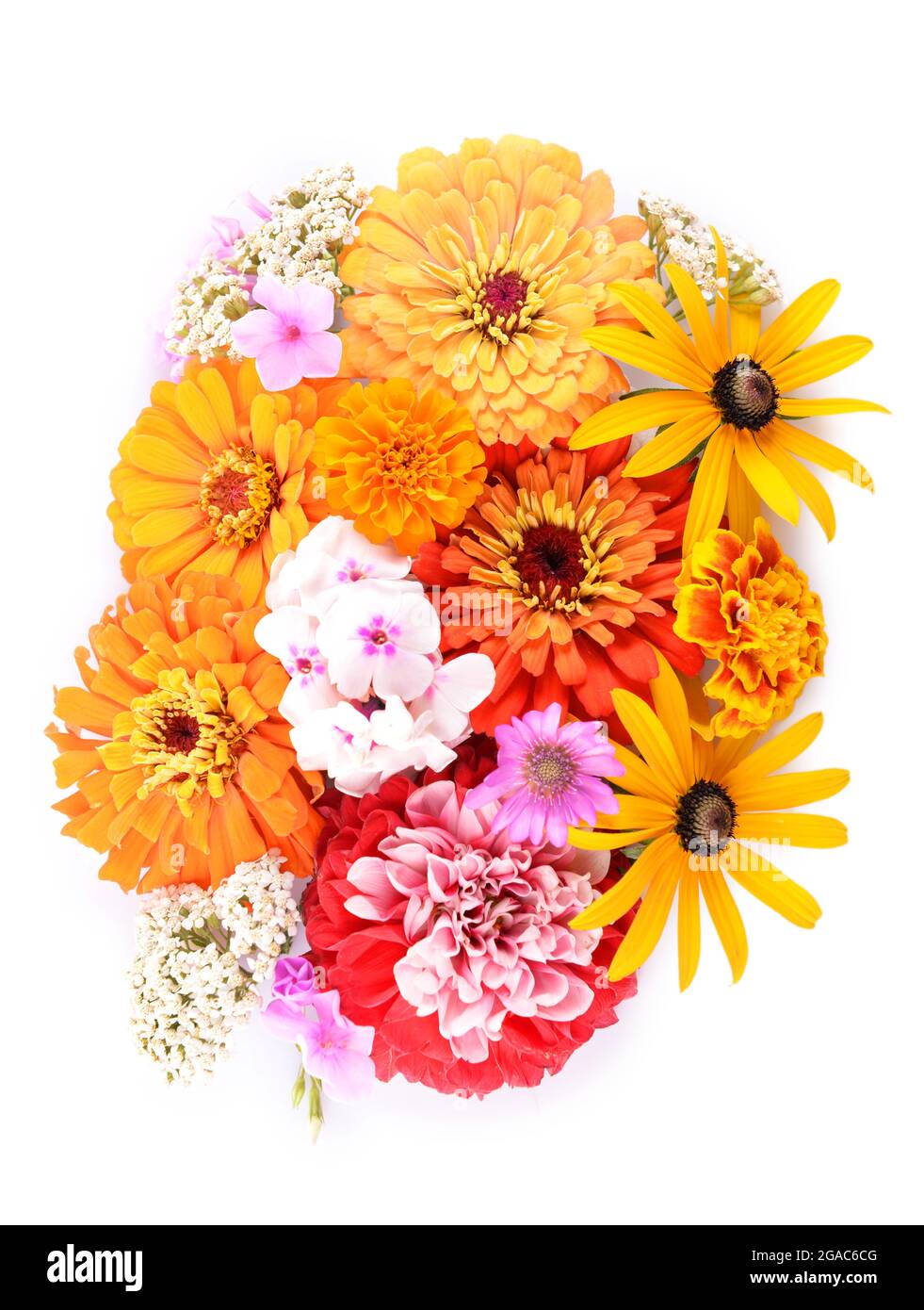 Fresh colorful flowers isolated on white Stock Photo - Alamy