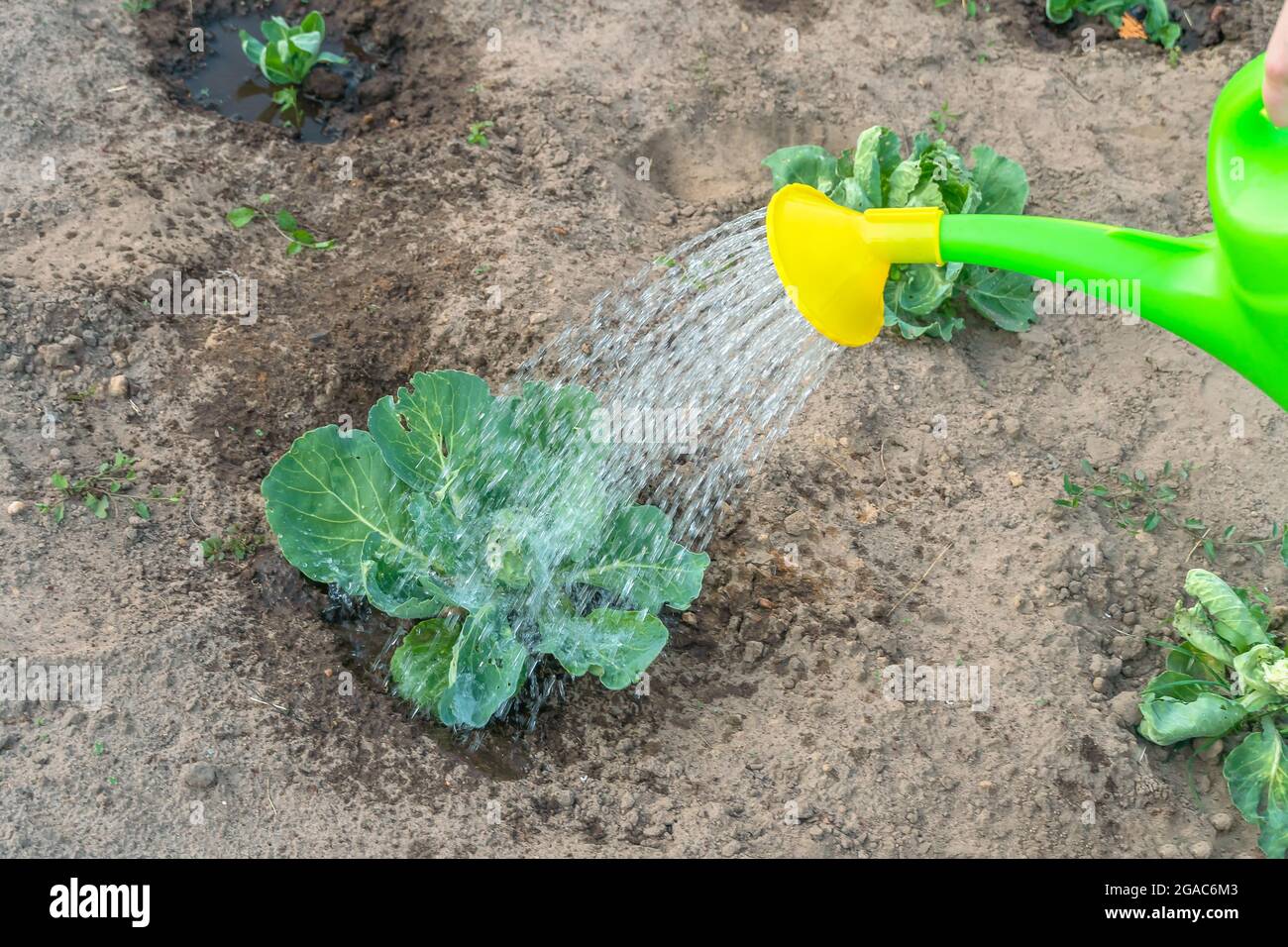 Watering cabbage in the garden with a watering can on a summer day ...