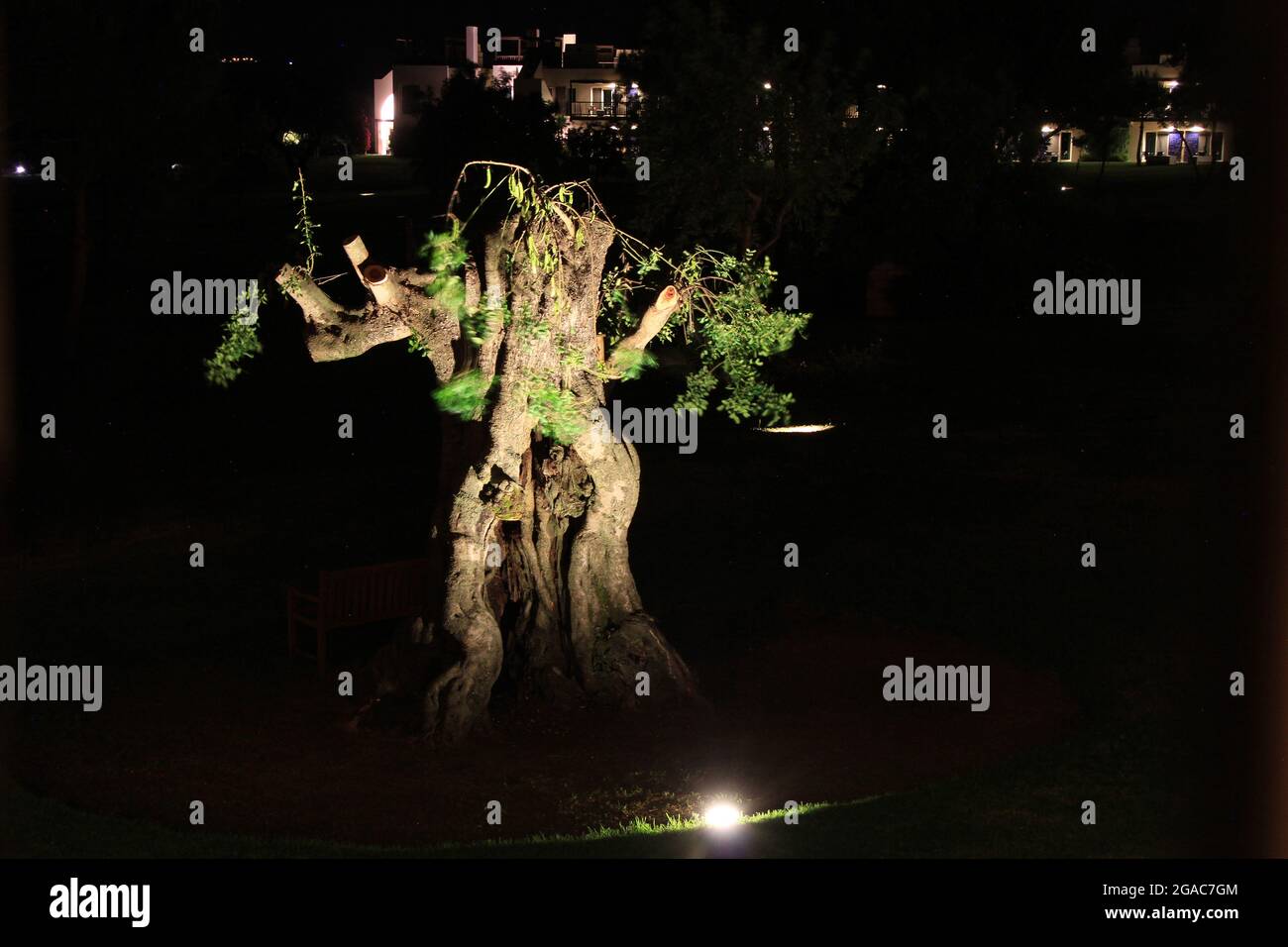 Tree like creatures hi-res stock photography and images - Alamy
