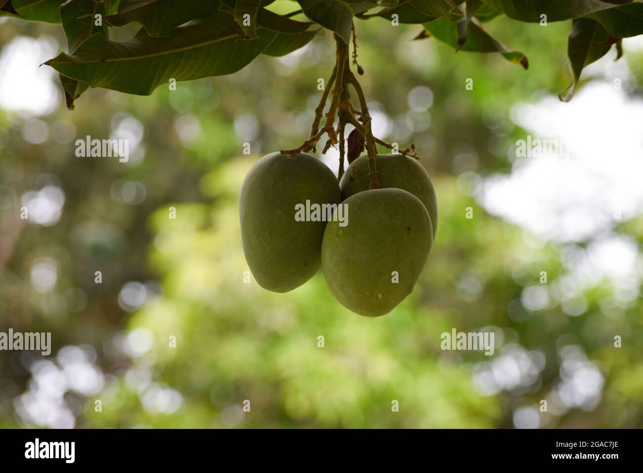 Pakistan farm garden hi-res stock photography and images - Alamy