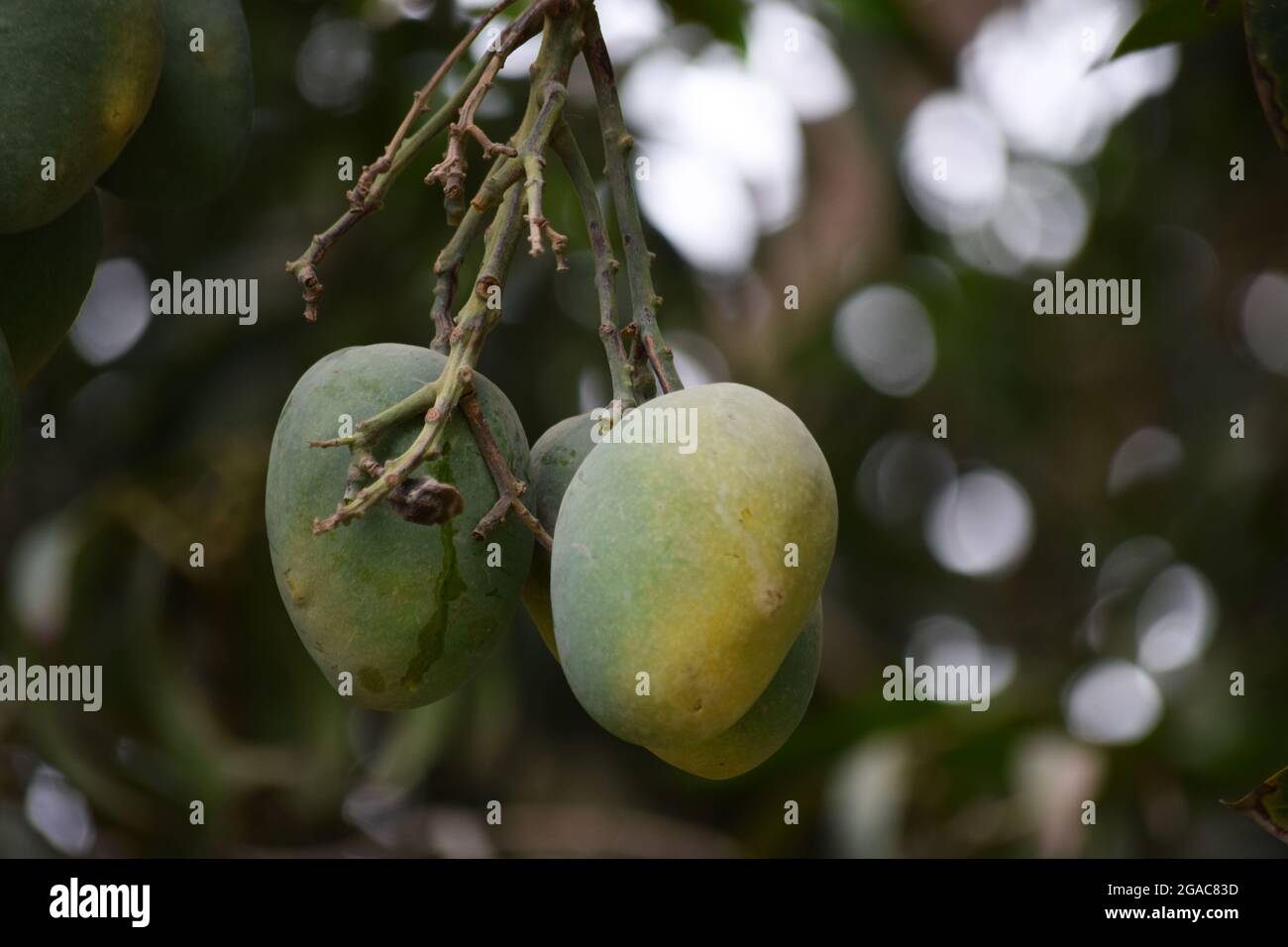 Green Fresh mangoes fruit hanging on mango tree in garden food Stock ...
