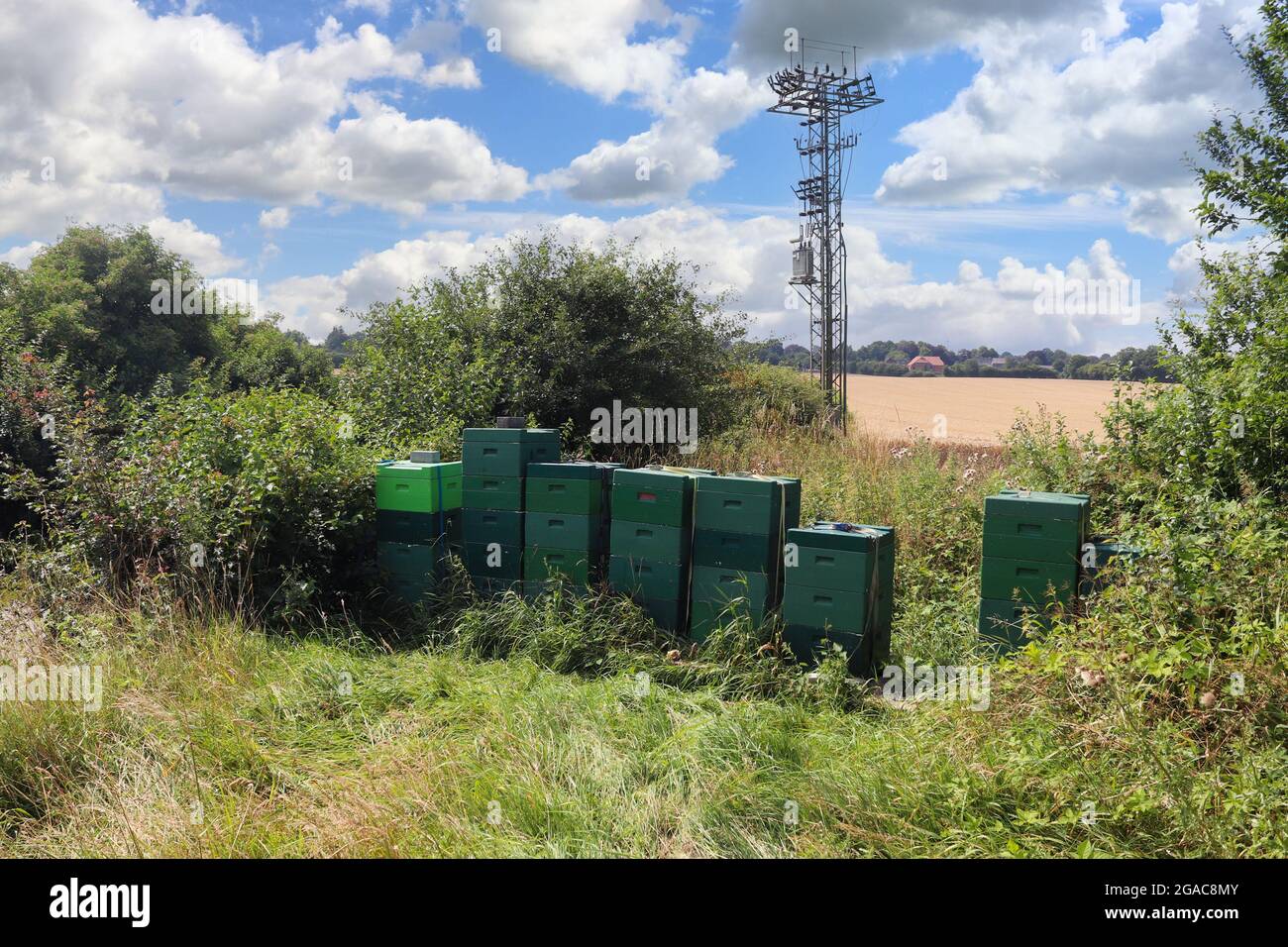 Lots of bee boxes at a field in northern europe Stock Photo - Alamy