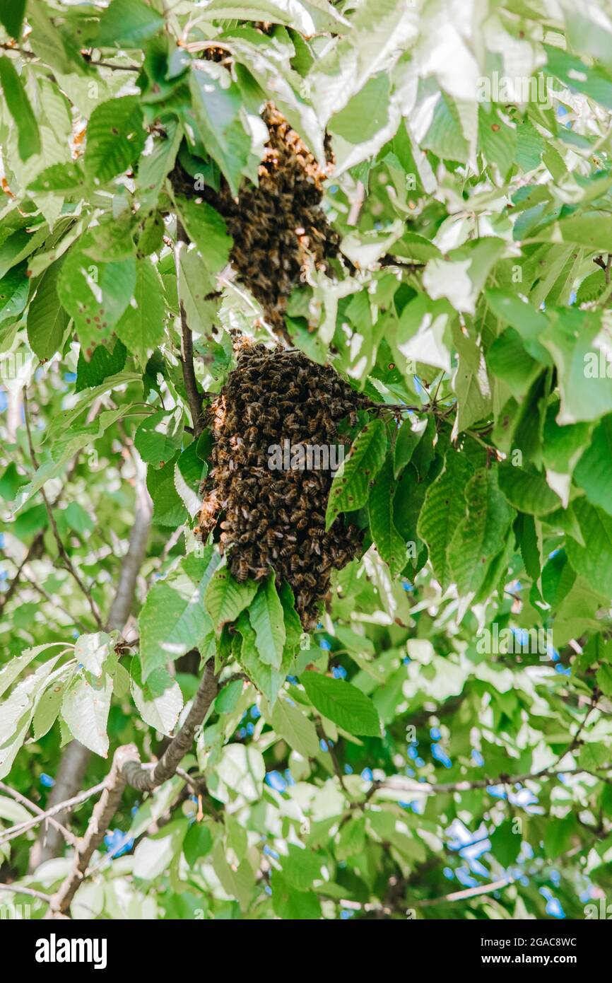 Swarming bees. New young bee colony stuck to tree branch. Formation of ...