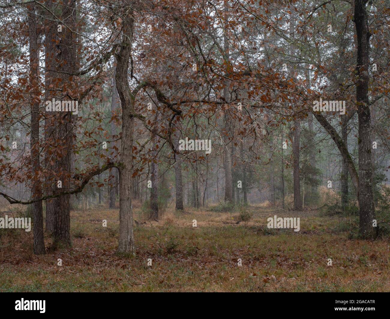 Deciduous trees dropping their fall-colored leaves Stock Photo - Alamy
