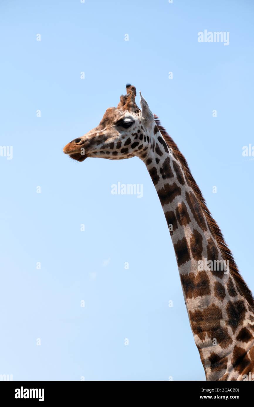 Close-up of a female southern giraffe aka two-horned giraffe with ...