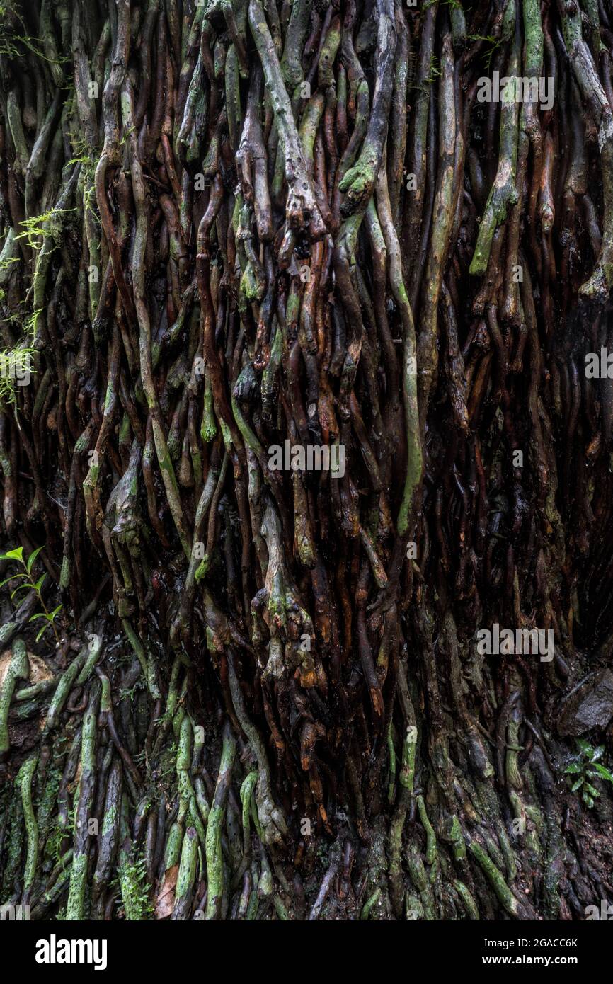 Dense tangle of roots hi-res stock photography and images - Alamy