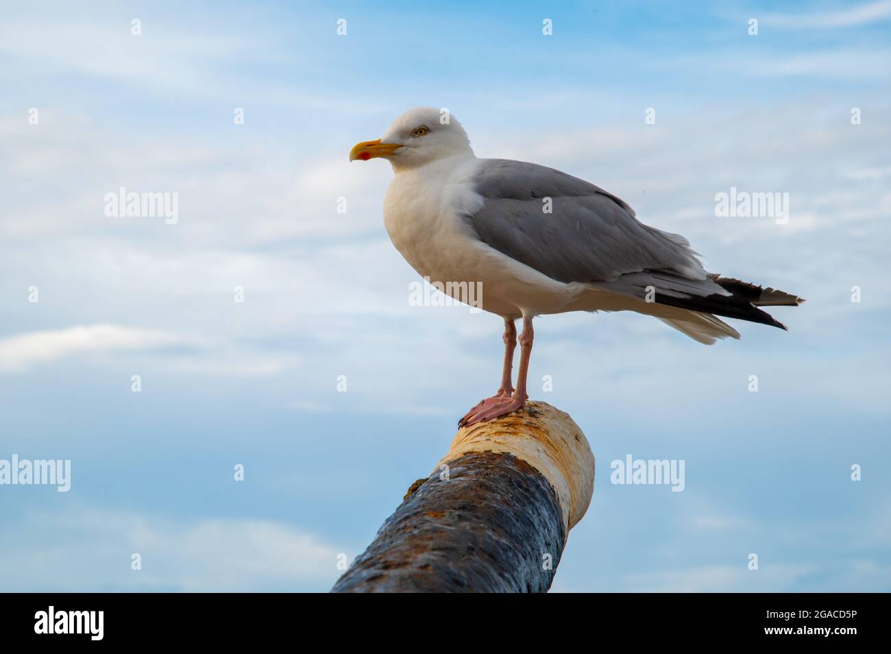 Seagull on an old battery gun, Whitby, North Yorkshire, UK Stock Photo ...