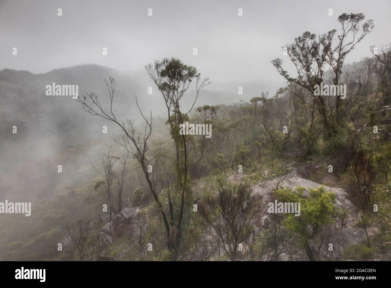 trees and mist from the mountain top Stock Photo - Alamy