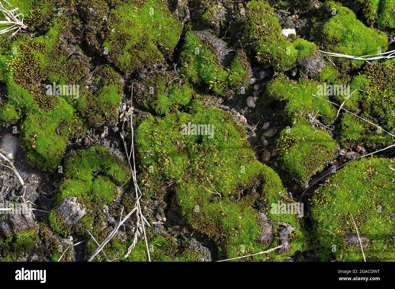Greenery ground cover hi-res stock photography and images - Alamy