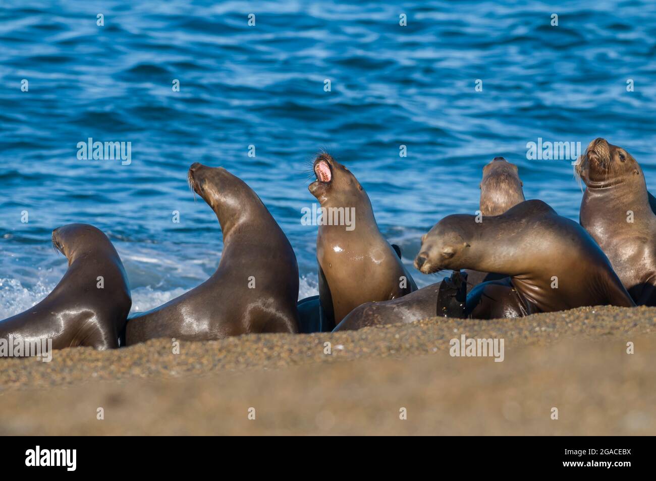 Sea lions in breeding colony, Peninsula Valdes, Unesco World Heritage ...