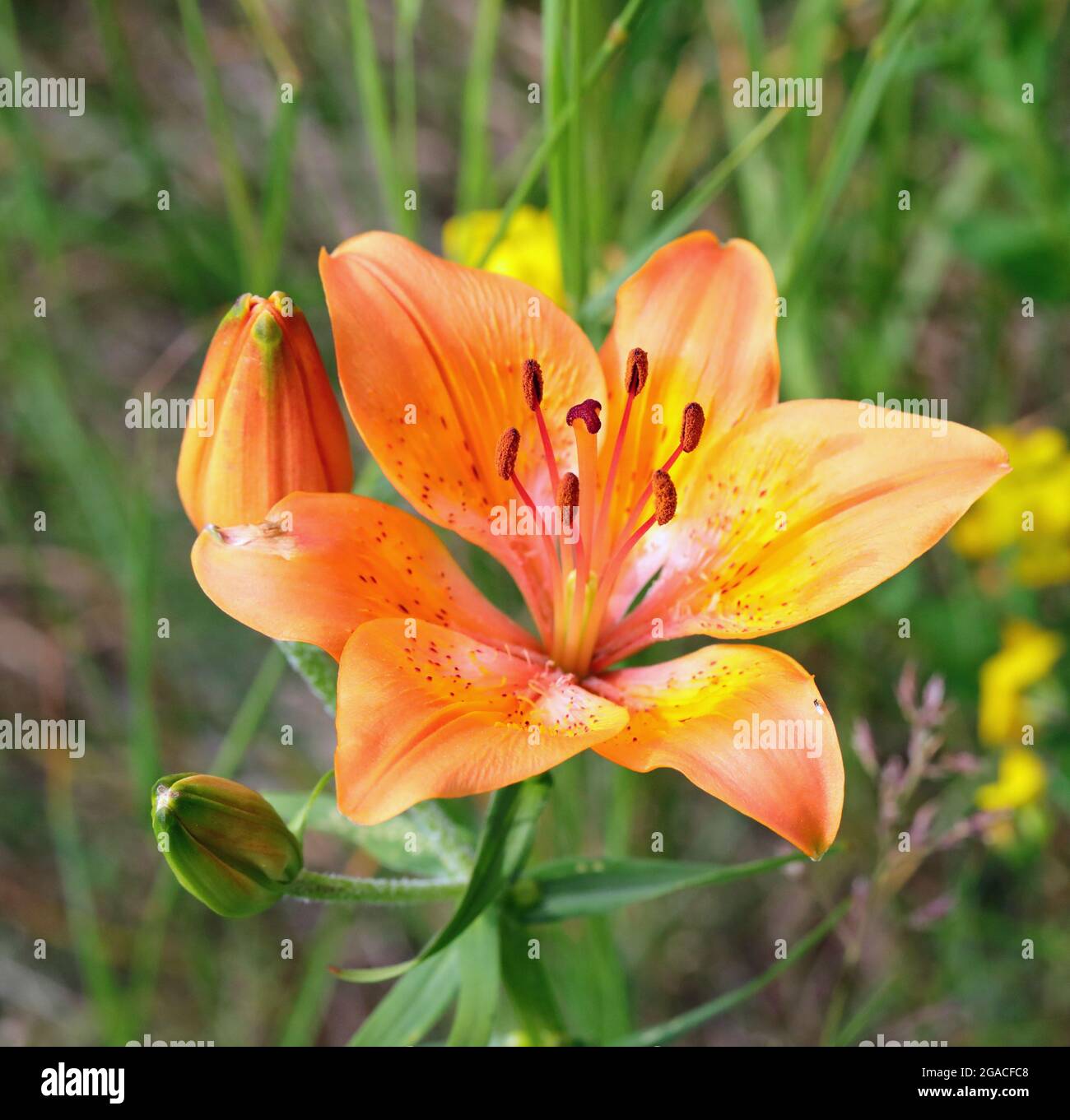 Big Lilium flower also called lily in summer in a meadow in mountain ...