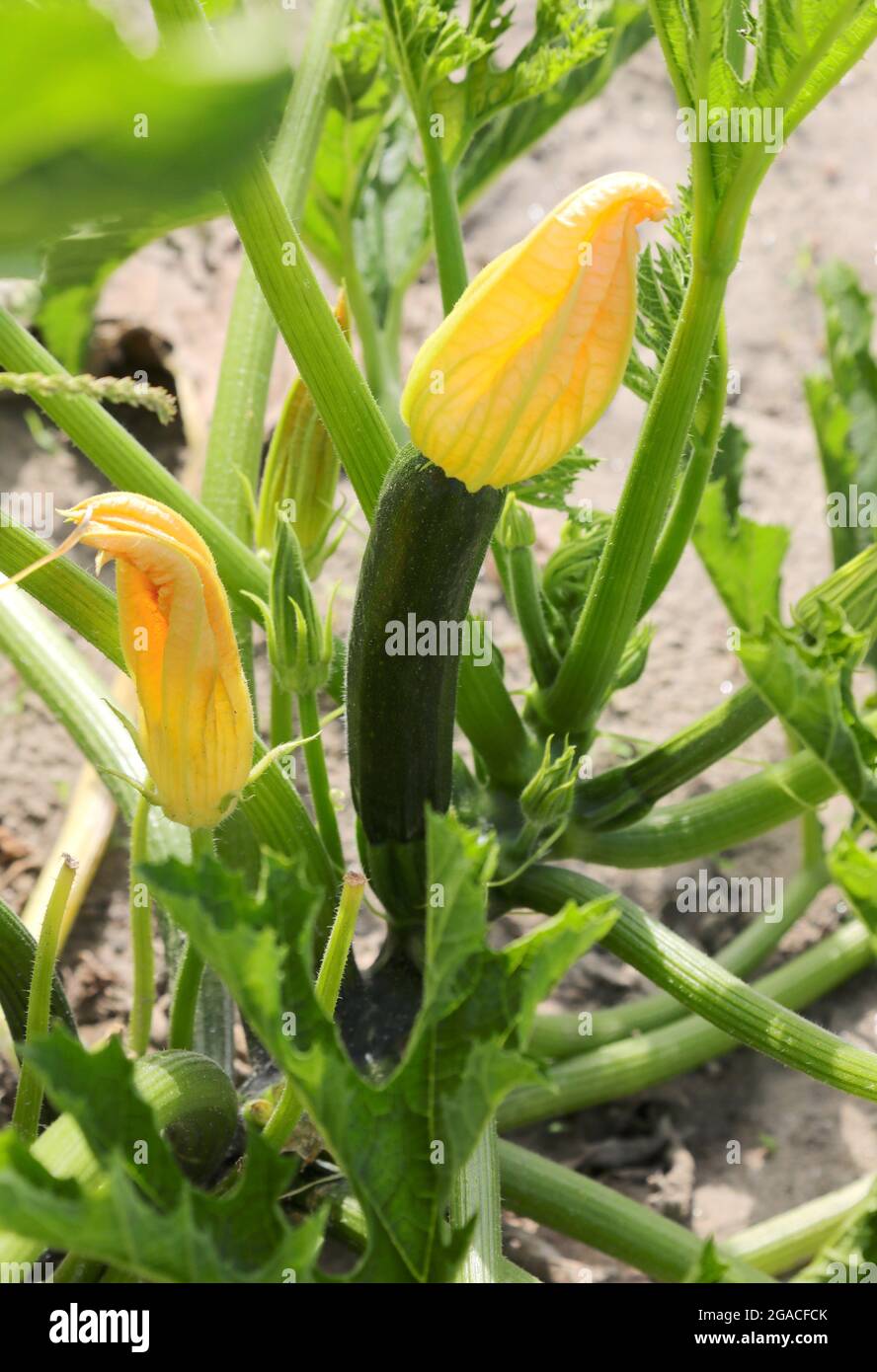 yellow zucchini flowers grown in the vegetable garden with fertile ...