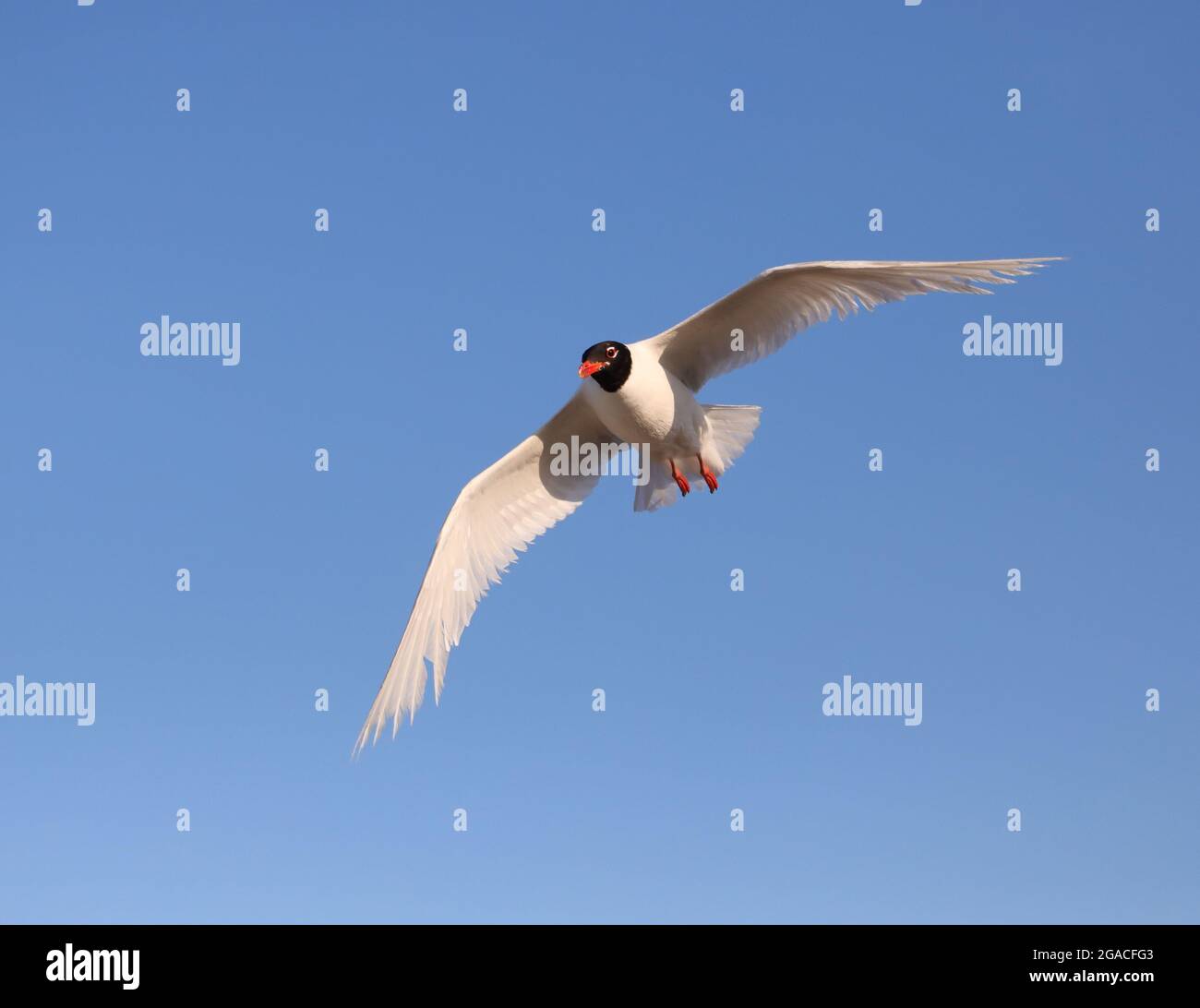 black headed seagull flies high in the blue sky Stock Photo - Alamy