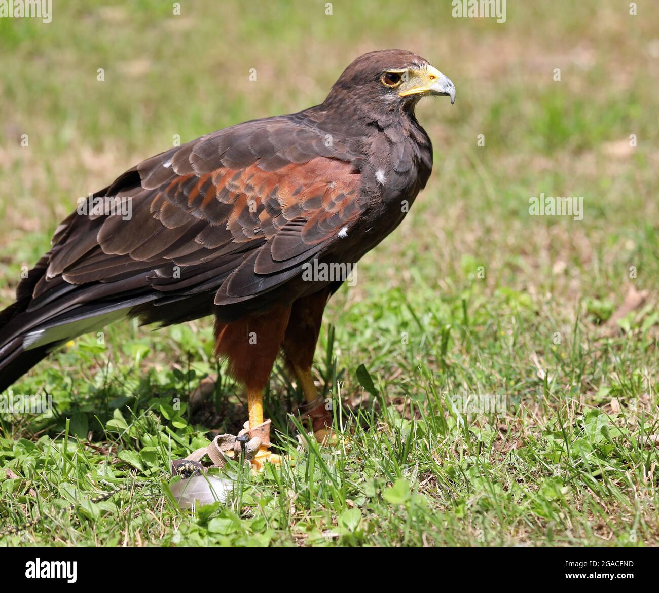 Big bird of prey called Hawk of Harris Stock Photo - Alamy