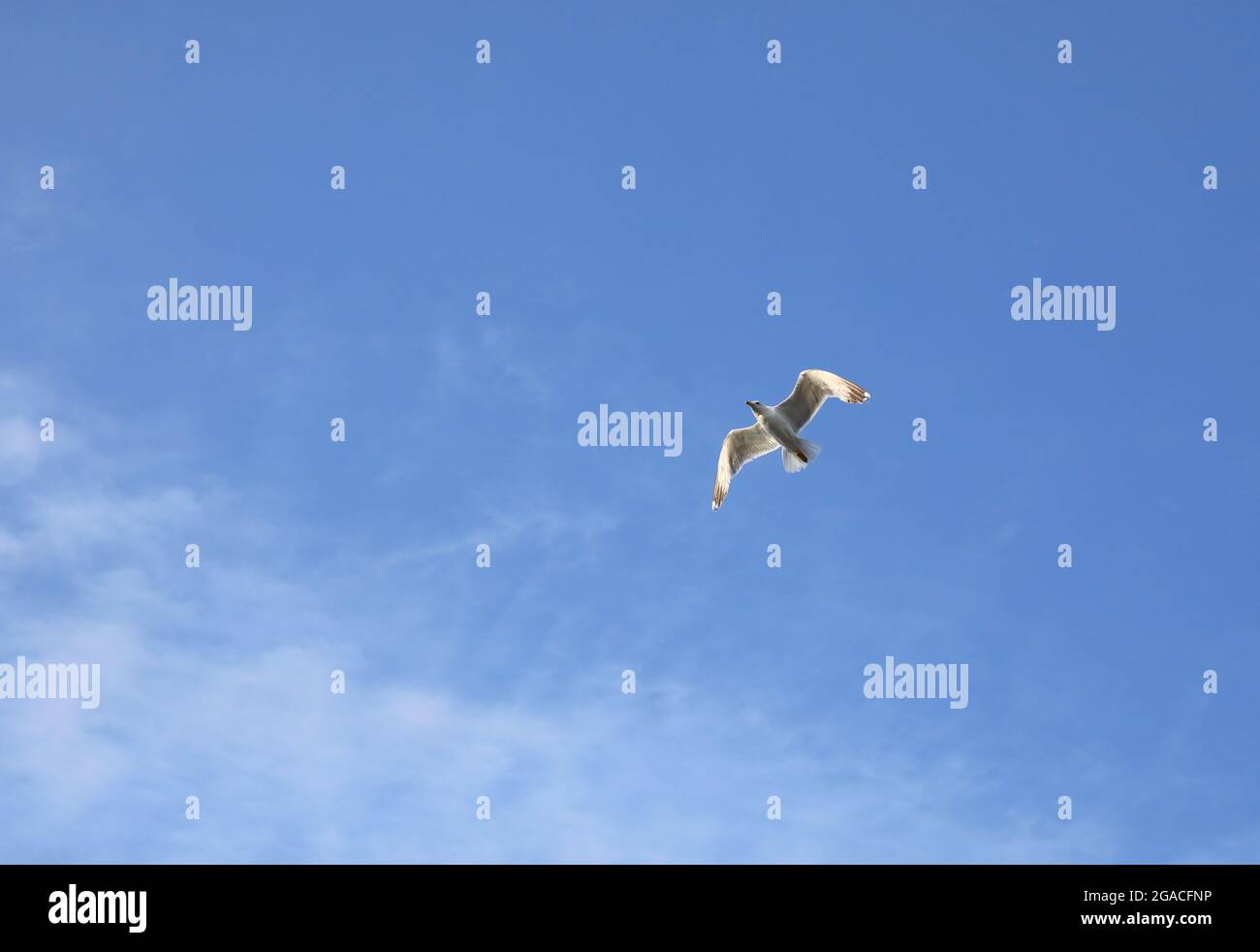 big Seagull bird flying high in the blue sky symbol of freedom Stock ...