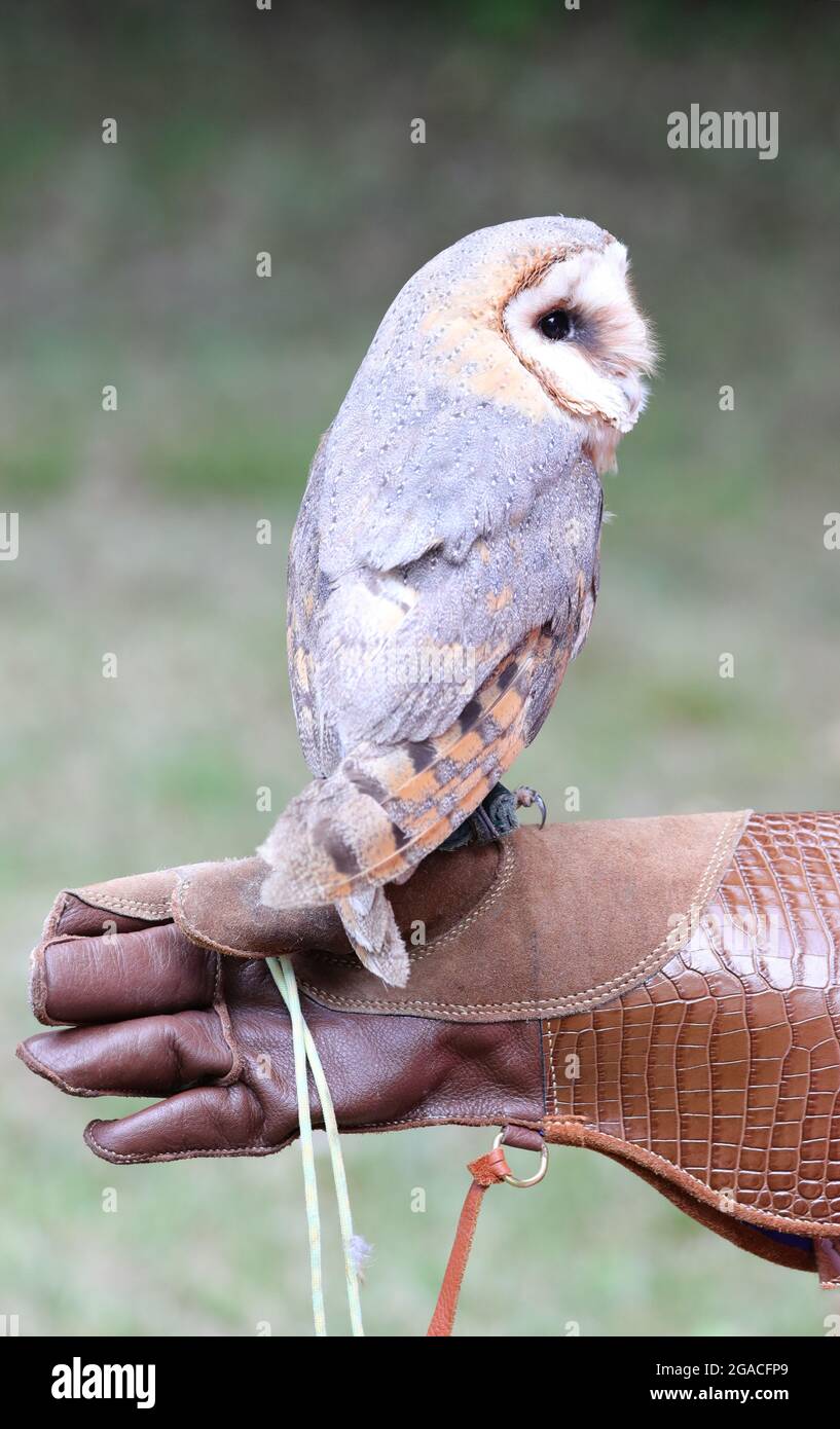 glove of falconer holding a trained big barn owl Stock Photo - Alamy