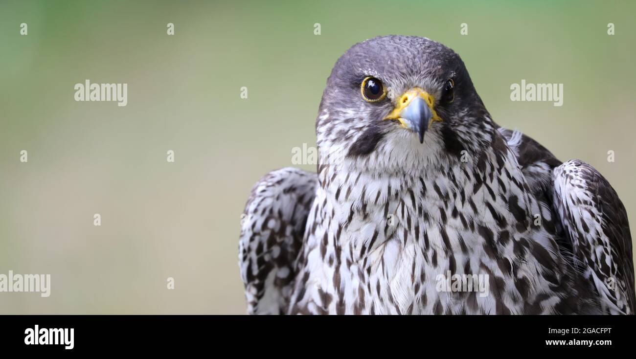 Adult Peregrine falcon a bird of prey in falconry centre Stock Photo ...