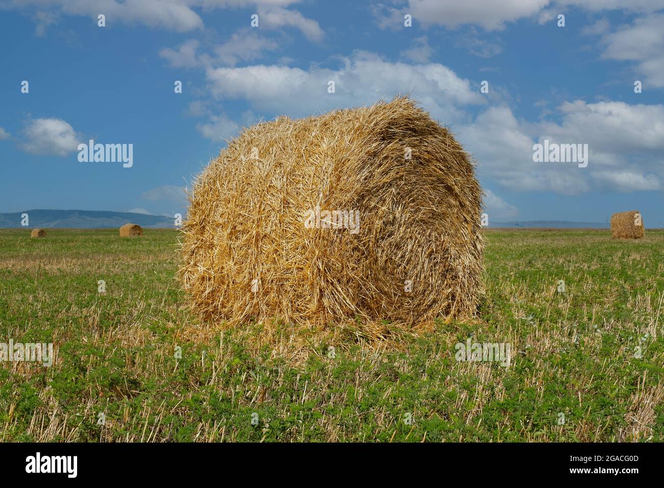 A field with straw hay bales after harvest Stock Photo - Alamy