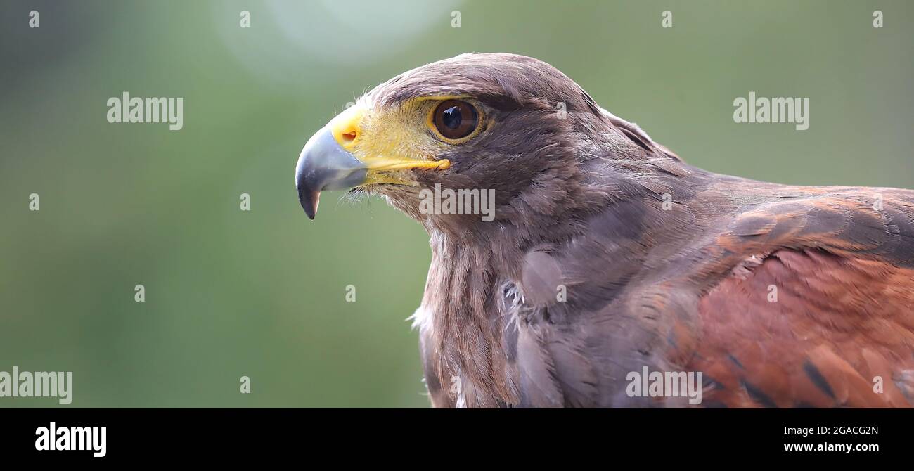 Big bird of prey called Hawk of Harris Stock Photo - Alamy