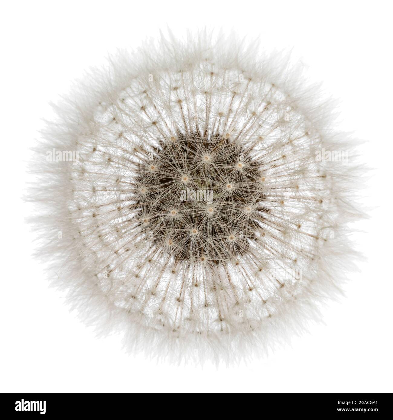 Top view of Dandelion aka Taraxacum officinale fruit head. Isolated on ...