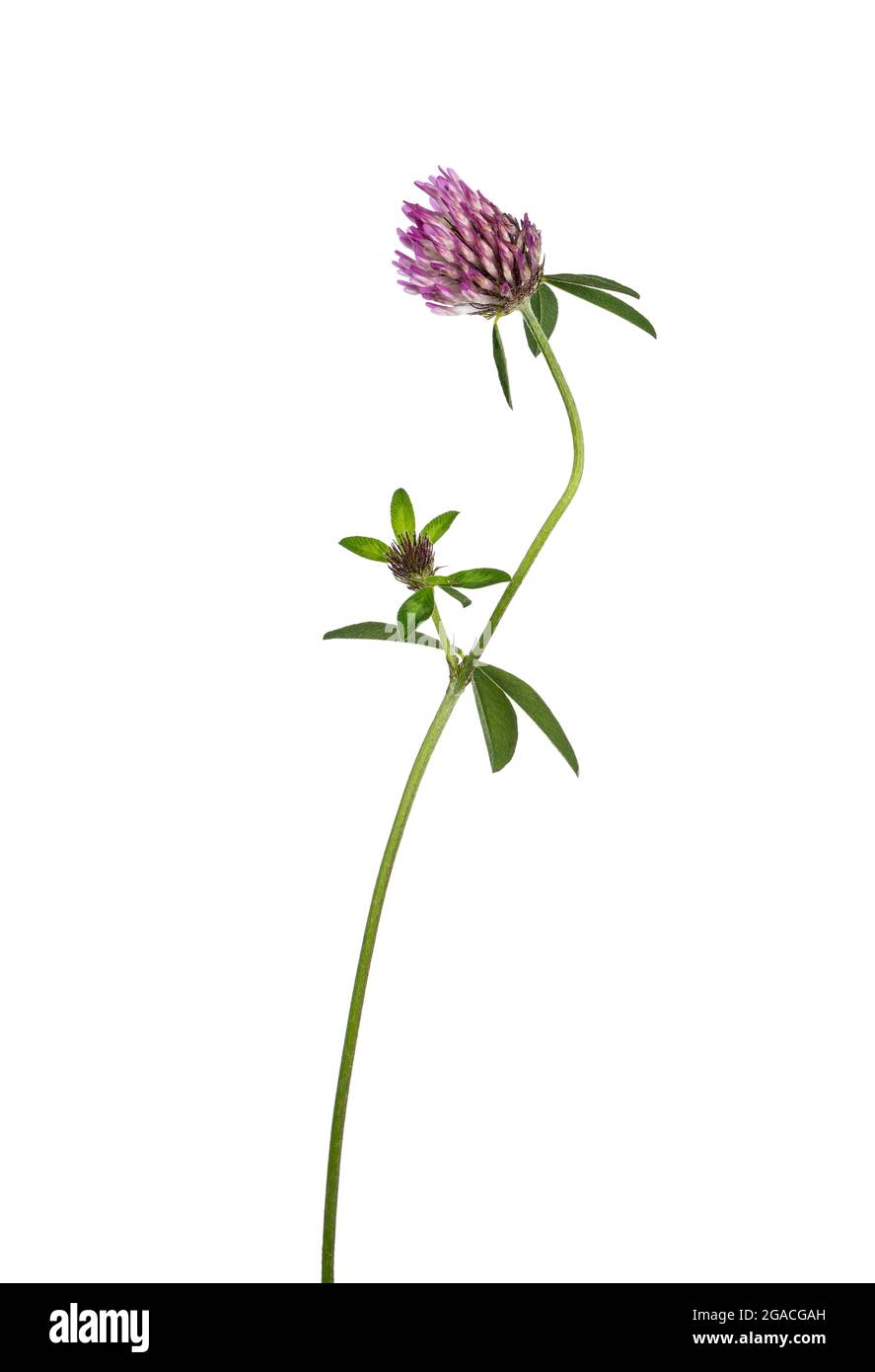 Side view of pink clover aka Trifolium pratense flower on stem ...