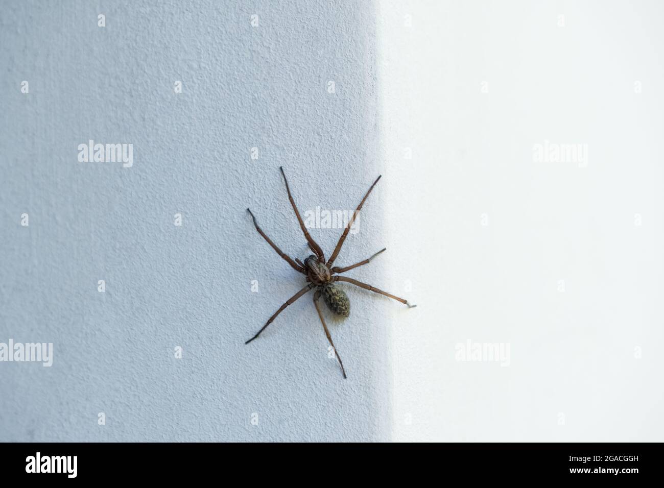 Spider wall hi-res stock photography and images - Alamy