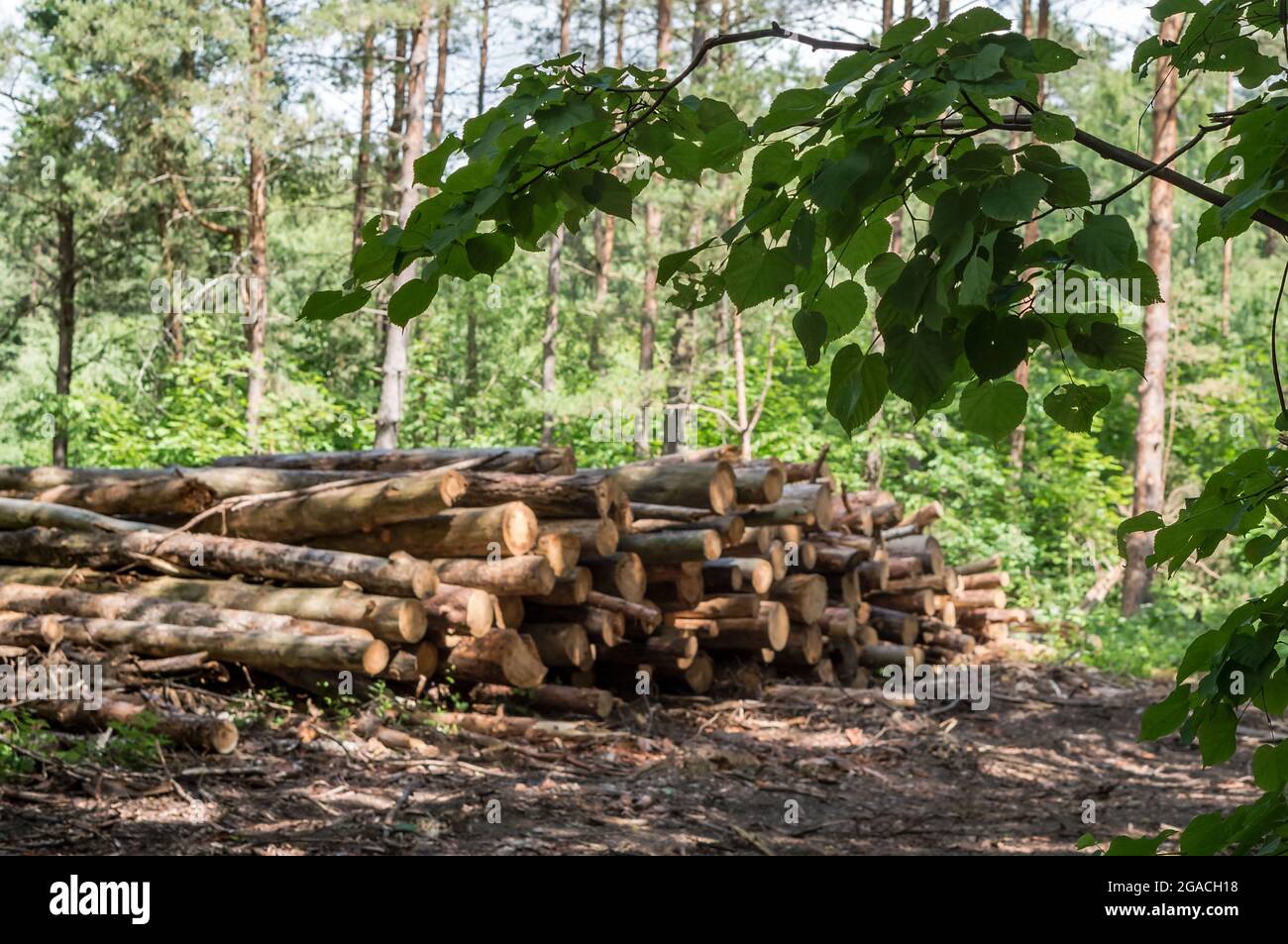 Felling trees. Trunks of felled trees. Cut down trees. Deforestation ...