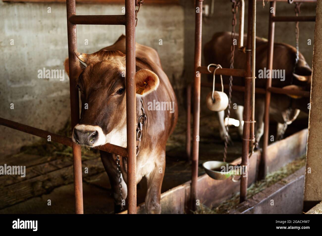 Cow with a chain around its neck stands in a stall on a farm Stock ...