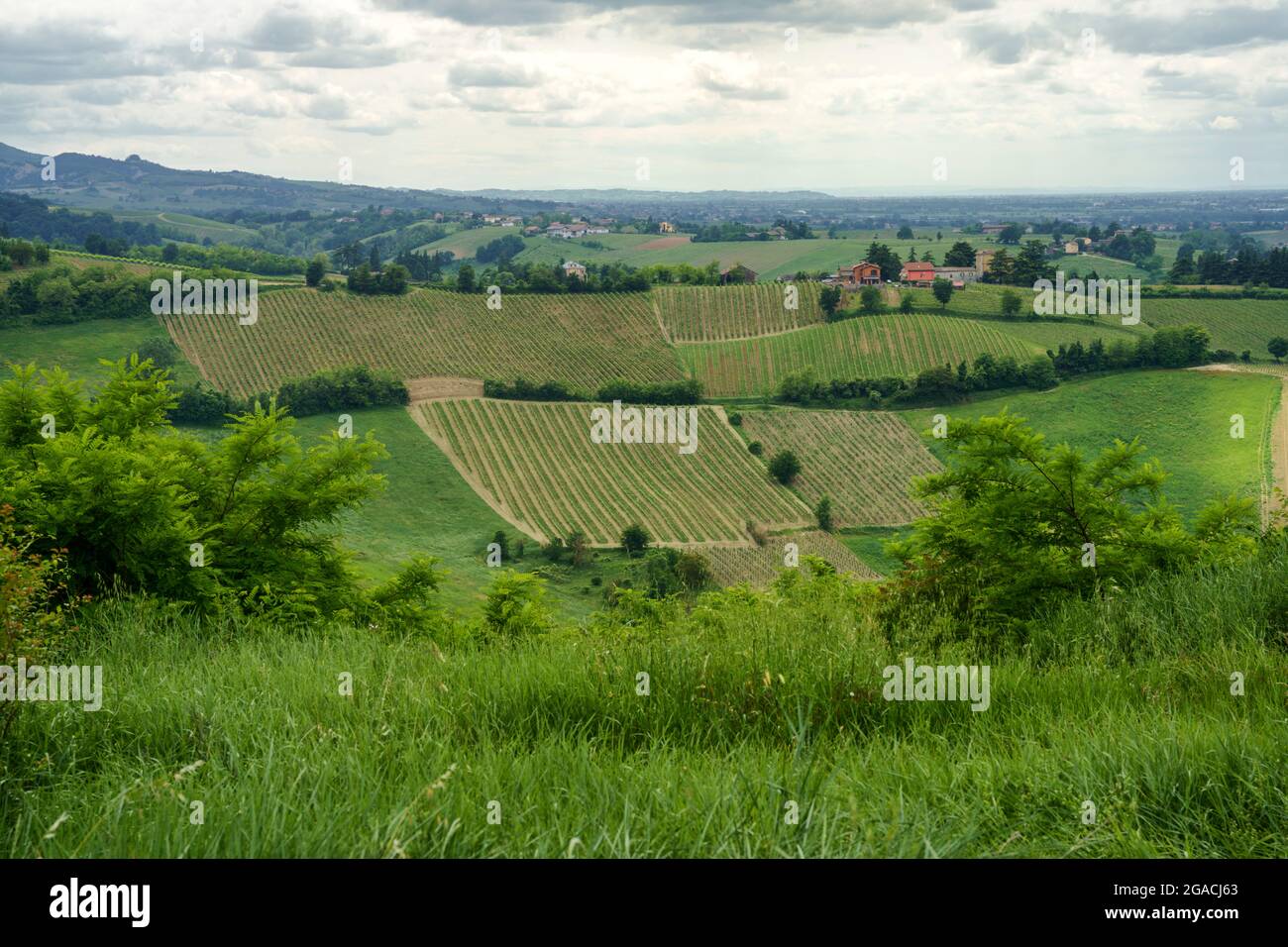 Vineyards in Oltrepo Pavese, Lombardy, Italy. Rural landscape at ...