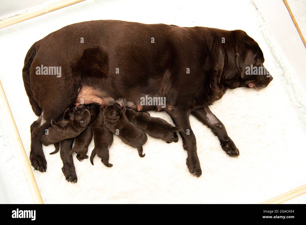 Litter of Chocolate Labrador Retriever Puppies Stock Photo - Alamy